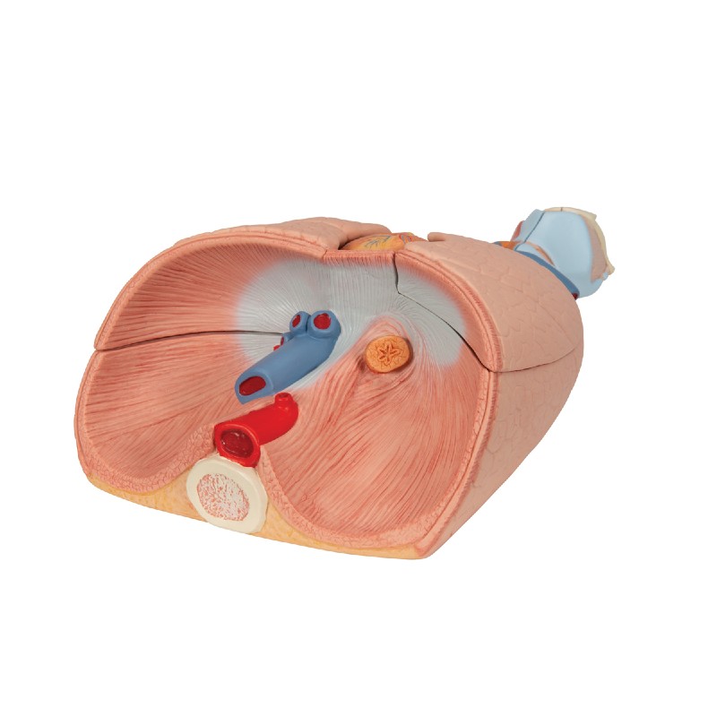 3B Scientific Lung Model with Larynx | Health and Care